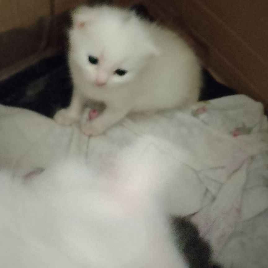 Британский длинношёрстный котёнок