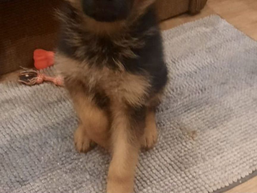 Немецкая овчарка