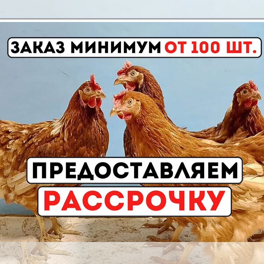Куры доминант напрямую от производителя с доставкой