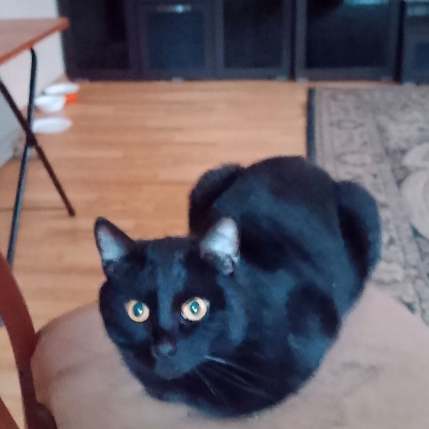 Взрослый кот в добрые руки