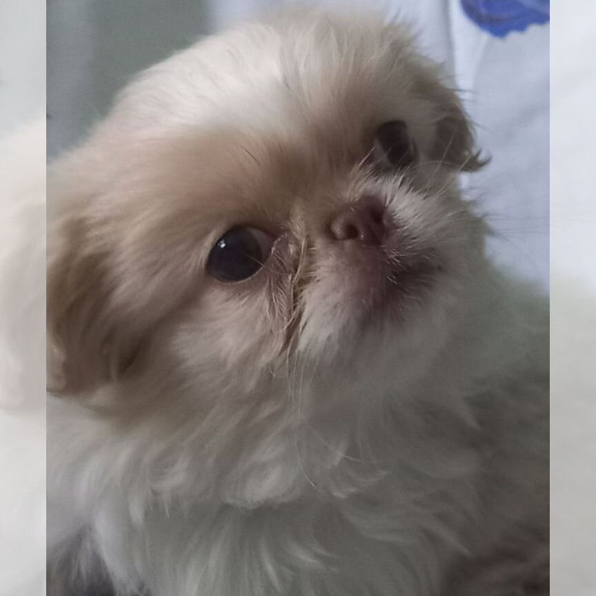 Пекинес, щенок