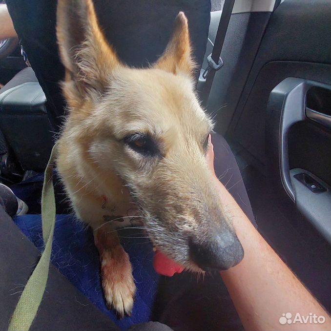 Старушка Балта ищет дом