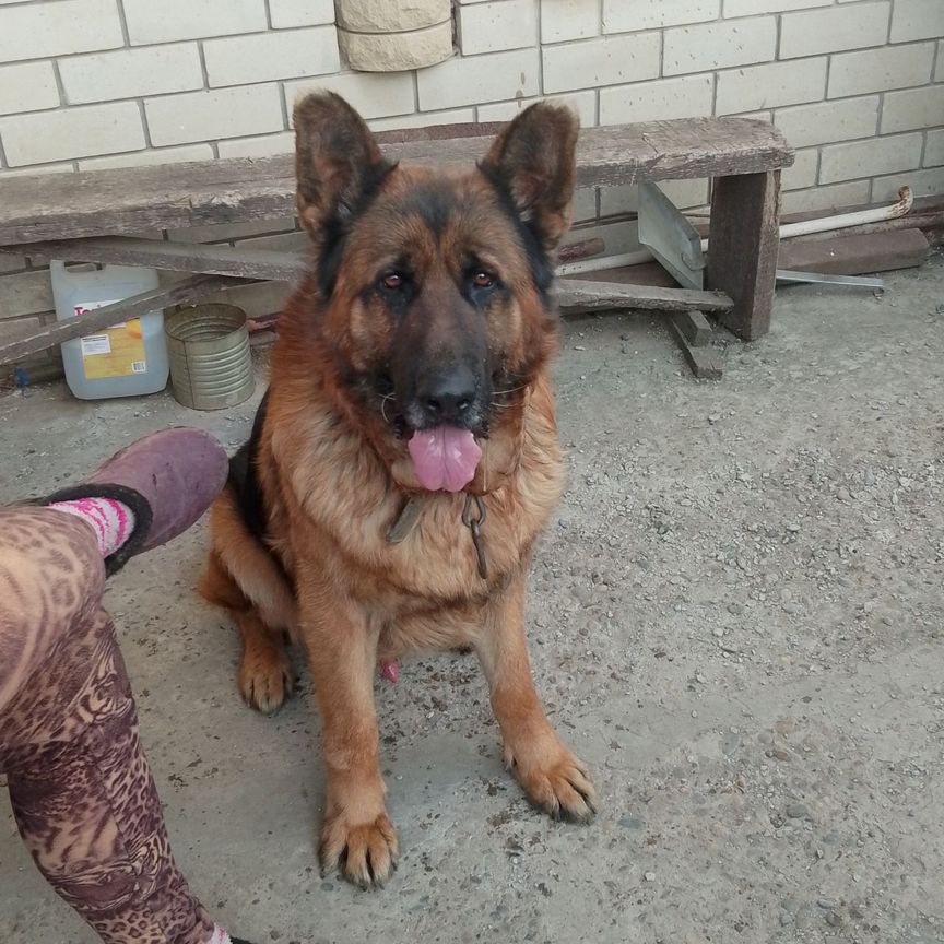 Немецкая овчарка