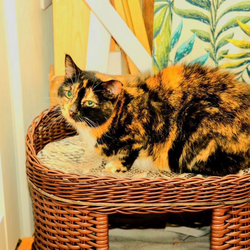 Очень ласковая трёхцветка