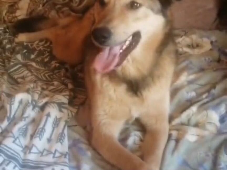 Собака в добрые руки