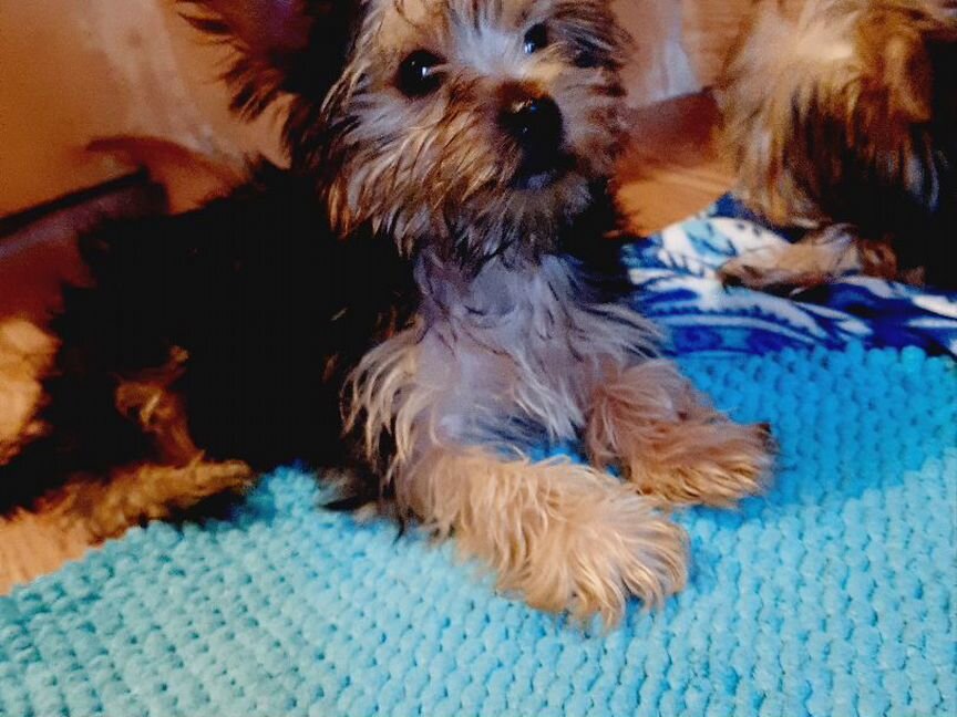 Йоркширский терьер мини щенки