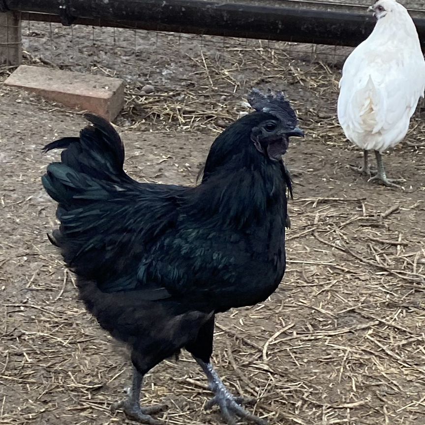 Петухи ухейлюль