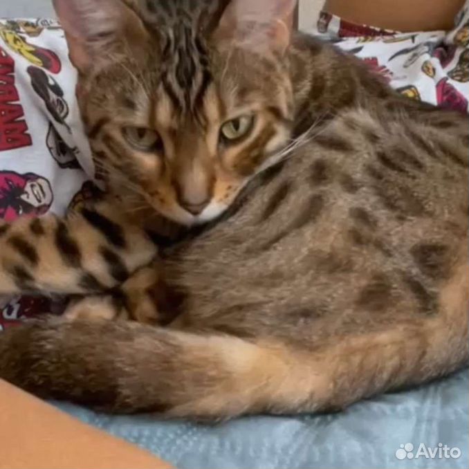 Отдам кошку бенгалку