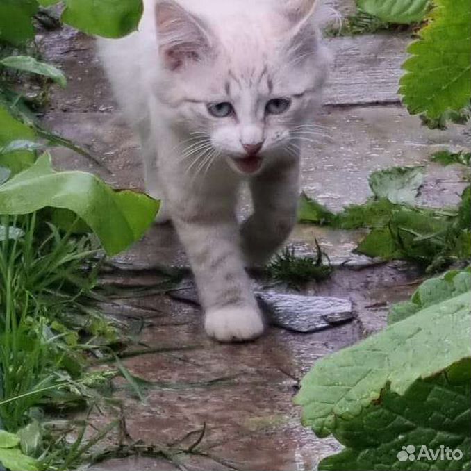 Тайские котята в дар 3,5 мес