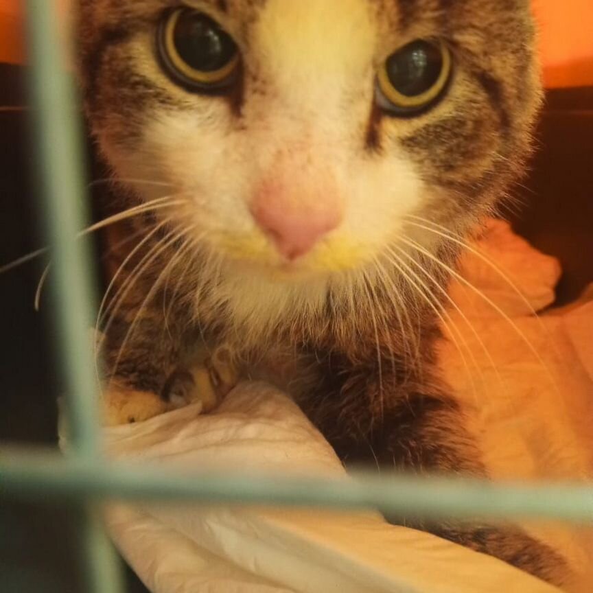 Котик с несчастной судьбой. Ищет дом