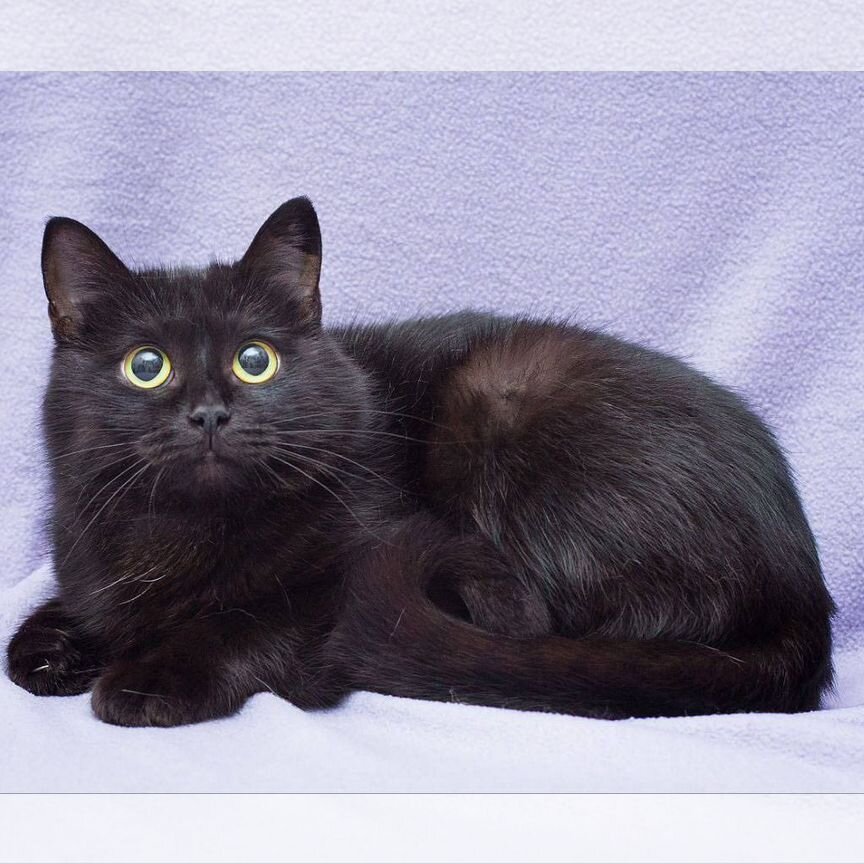 Черная пушистая кошка Маракуйя