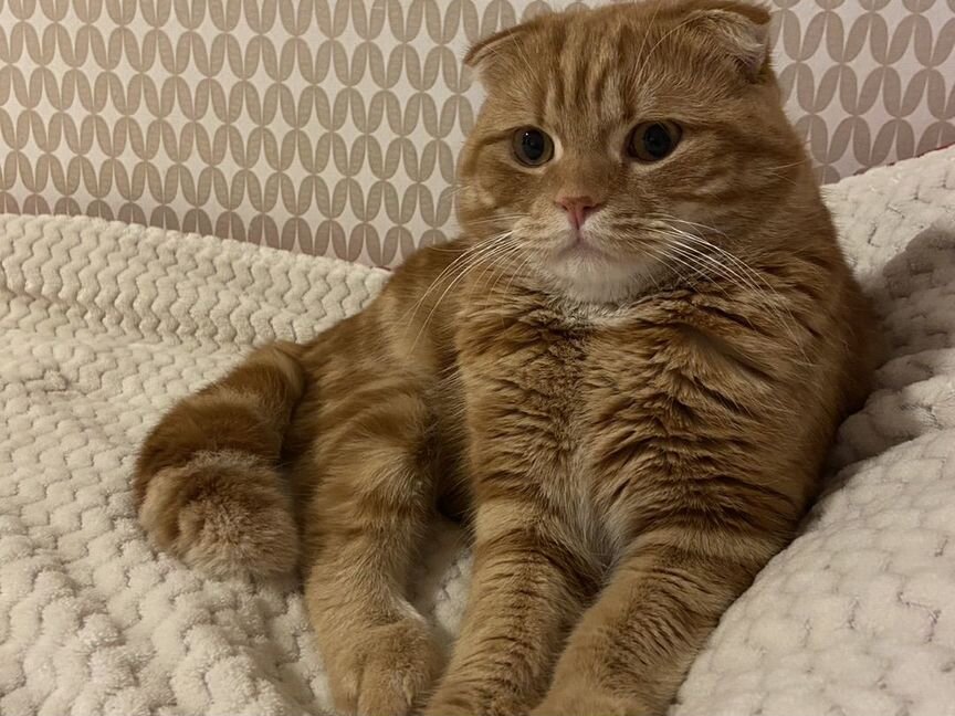 Шотландский вислоухий кот вязка