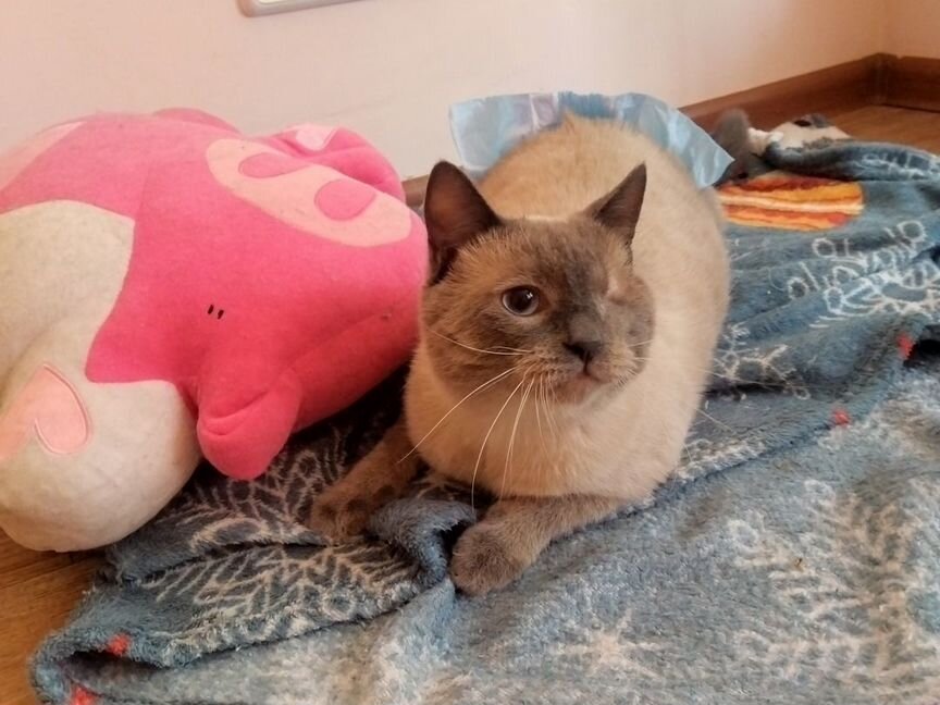 Особенный котик (из приюта)