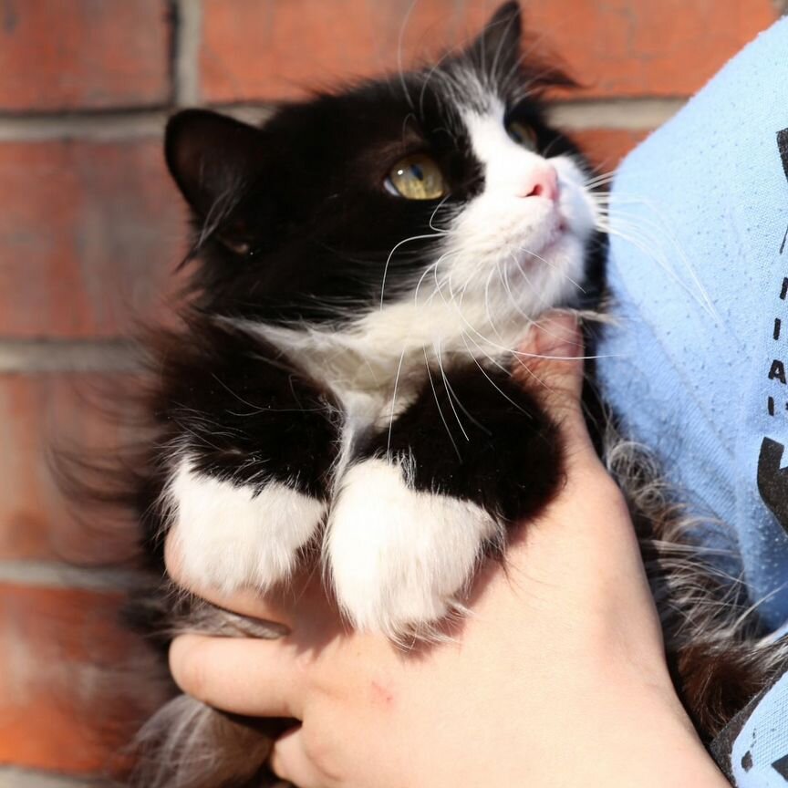 Сибирская, взрослая кошка