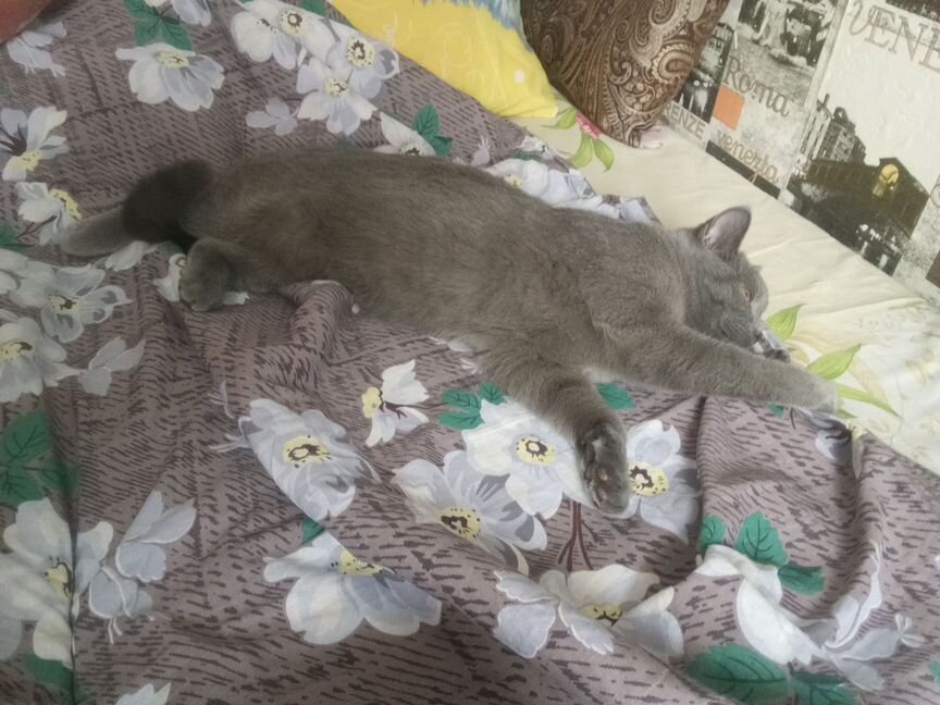 Шотландец, вязка