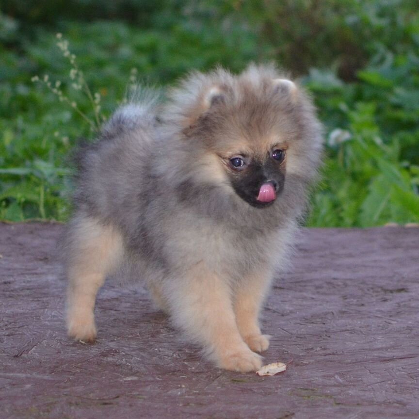 Миниатюрная девочка померанского шпица