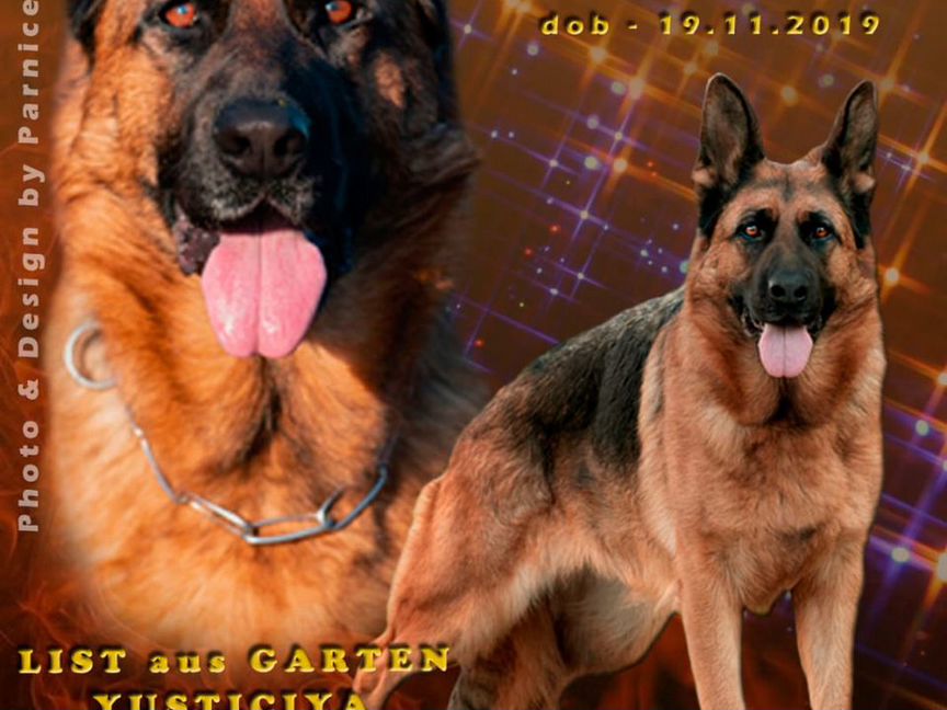 Щенки немецкой овчарки с документами