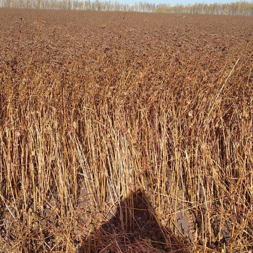 Солома гречневая 900