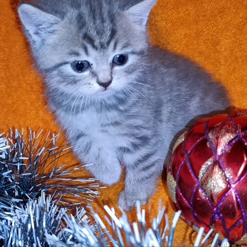 Шотланский котенок девочка