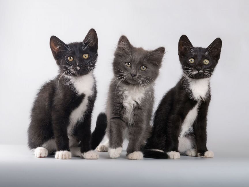 Очаровательные котята в добрые руки