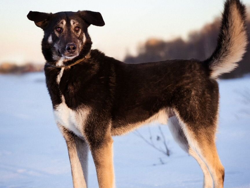 Собака в добрые руки отдам бесплатно