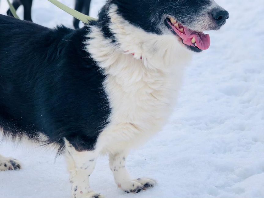 Даша из приюта никому не нужна