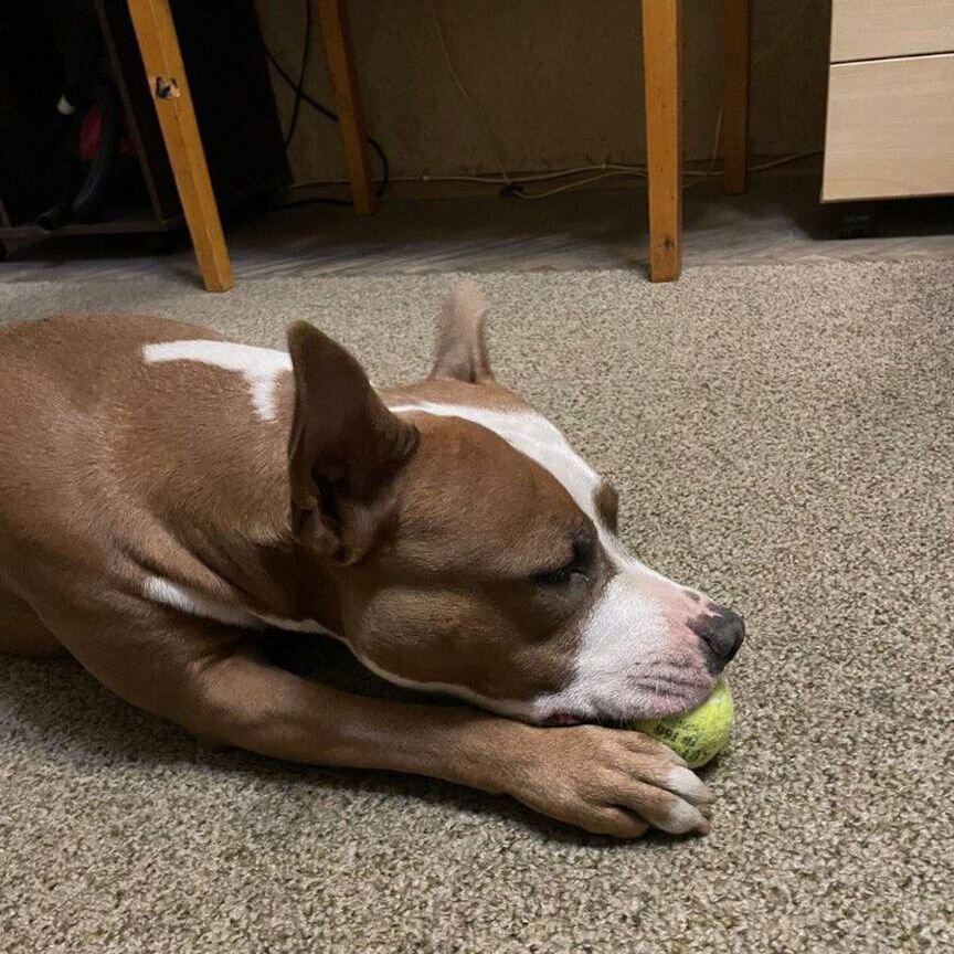 Бесплатно стаффордширский терьер