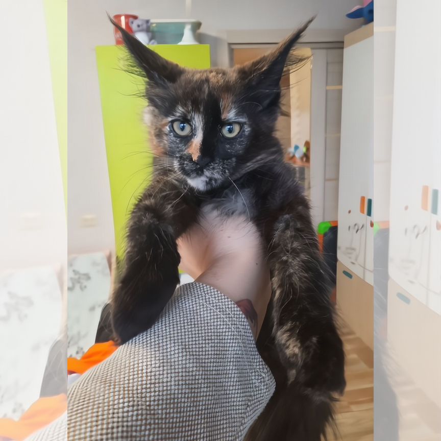 Мейн-кун котёнок