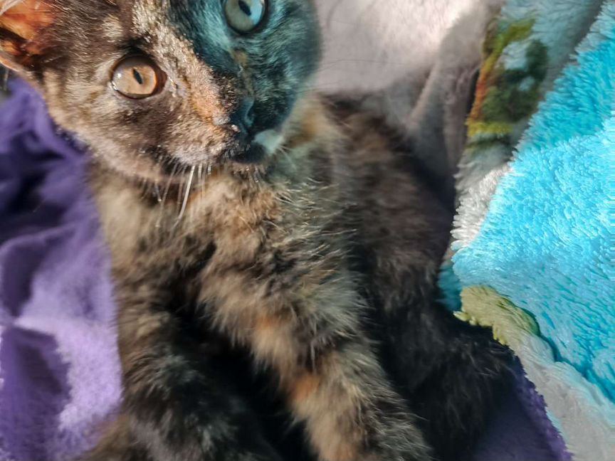 Котёнок