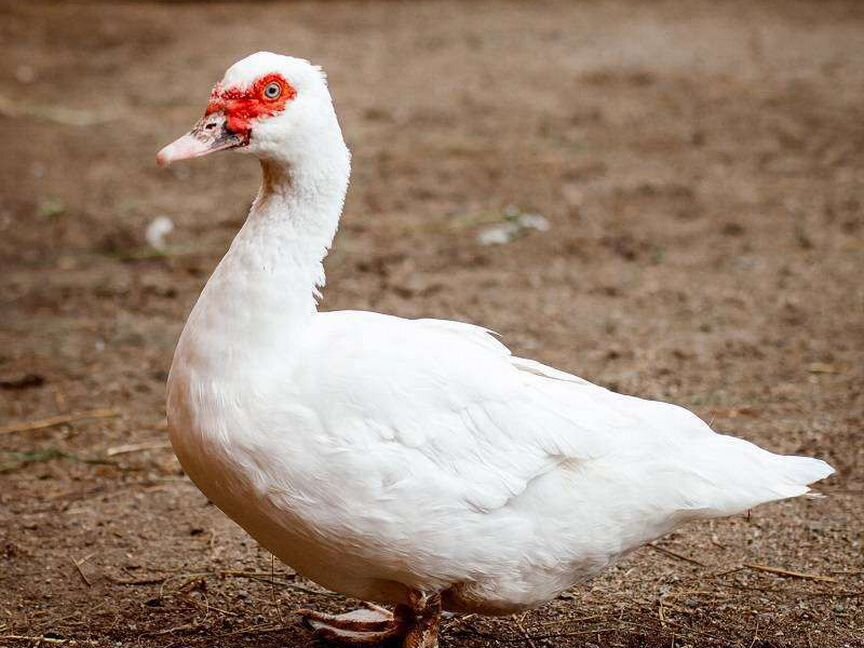 Обмен селезень на индоутку