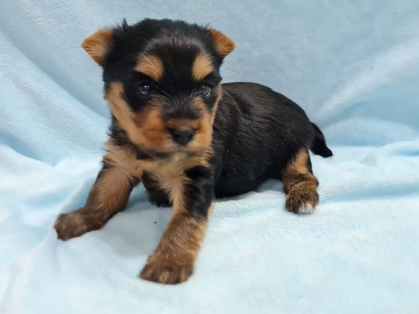 Йоркширский терьер мини щенки