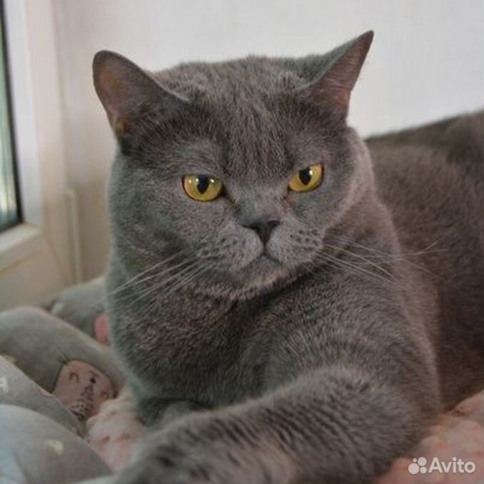 Деловая британка Матильда ищет дом