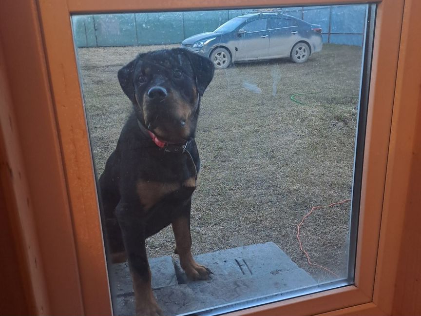 Щенки ротвейлера продажа