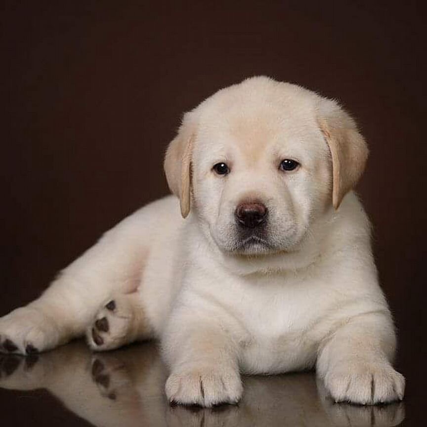 Щенки лабрадора