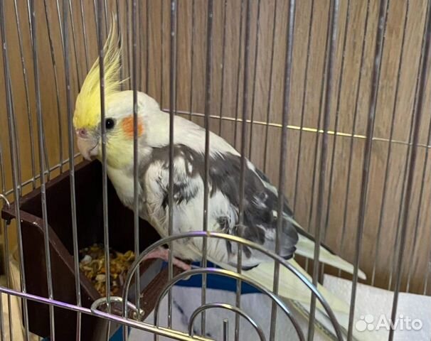 Найден попугай корелла