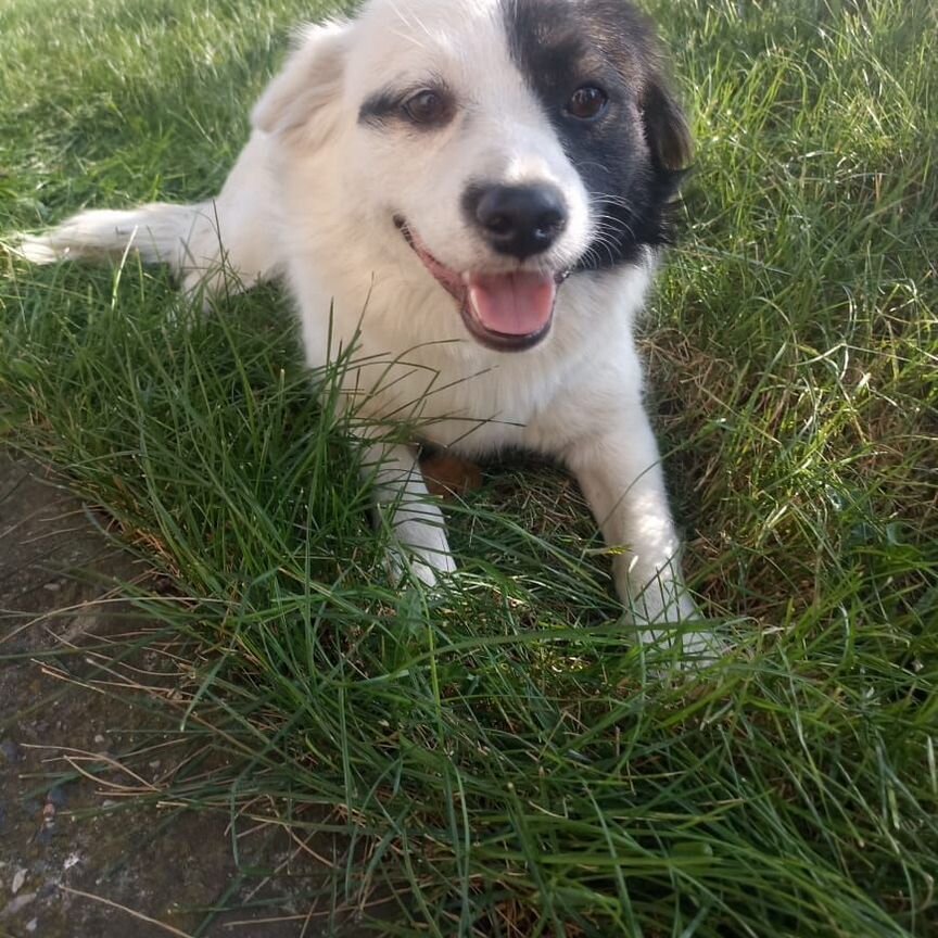 Алиса девочка 6,5 месяцев 30 см в холке