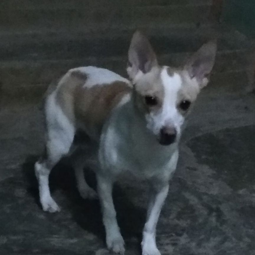 Джесси в добрые заботливые ручки