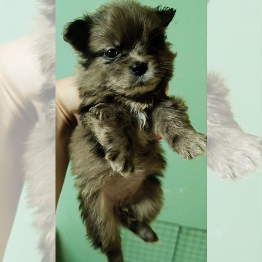 Пти-брабансон, щенок