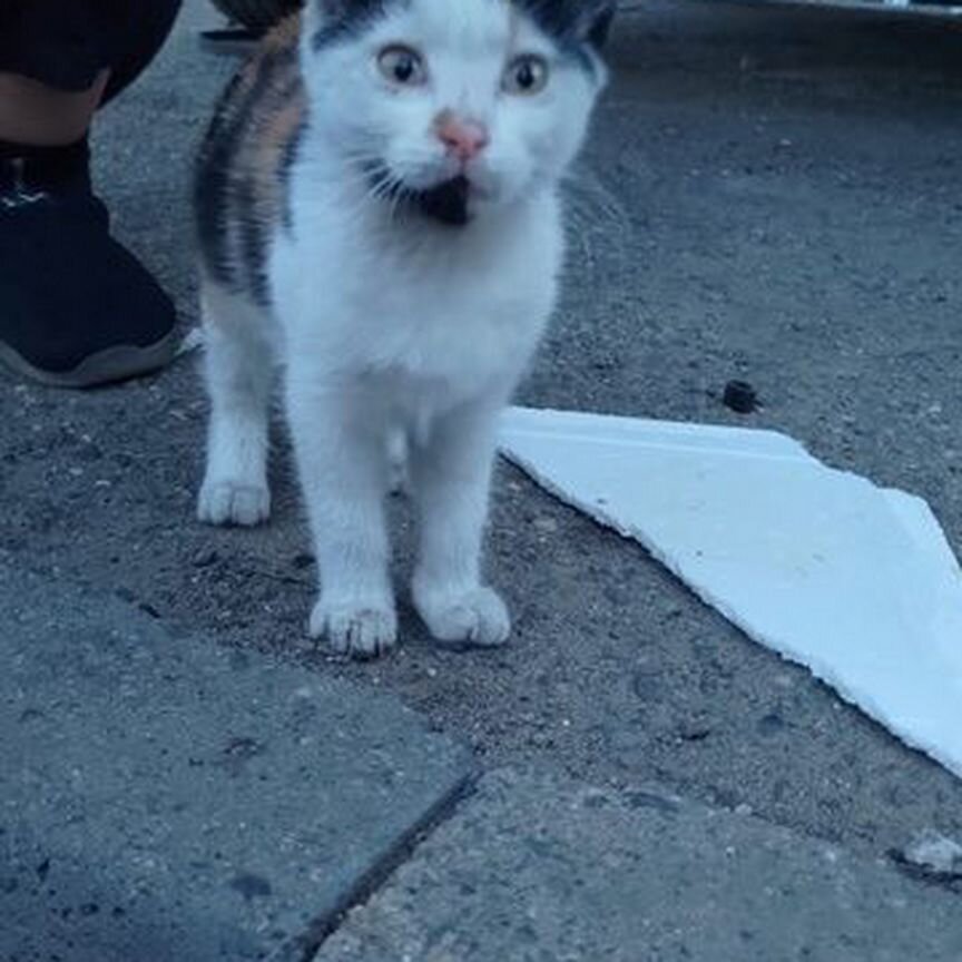 Котенок в добрые руки