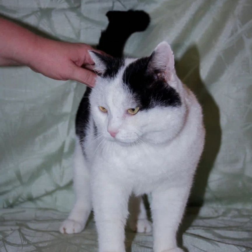 Кот кастрирован 4 года