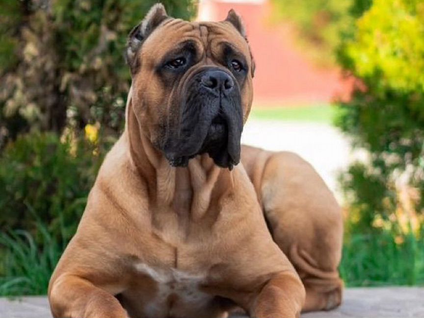 Кане Корсо - кобель 2,5 года