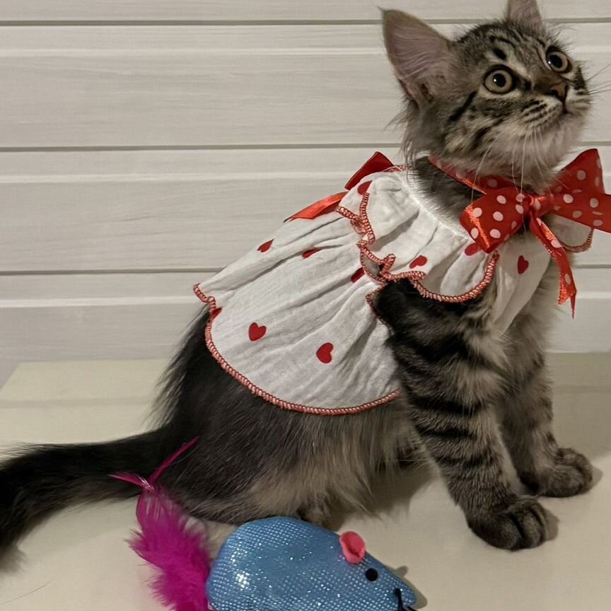 Котенок в добрые руки