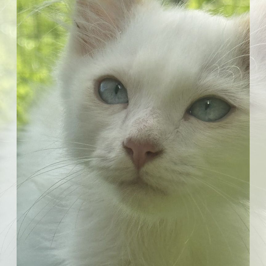Котенок в добрые руки