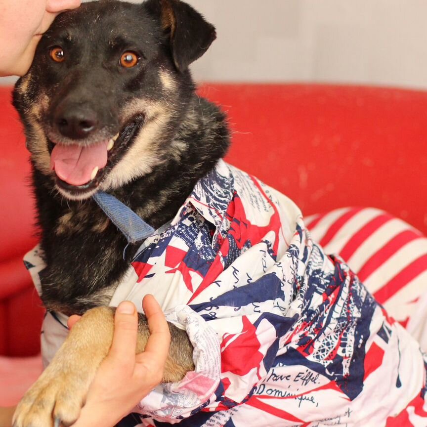 Леди Варюша-верная и послушная, в дар