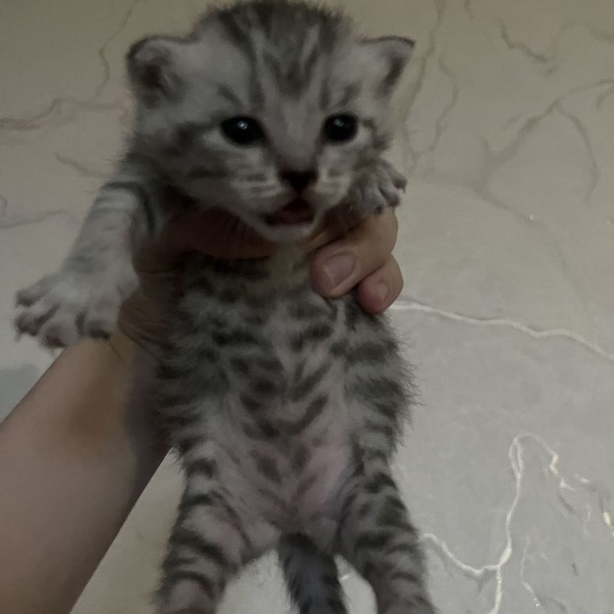 Котенок