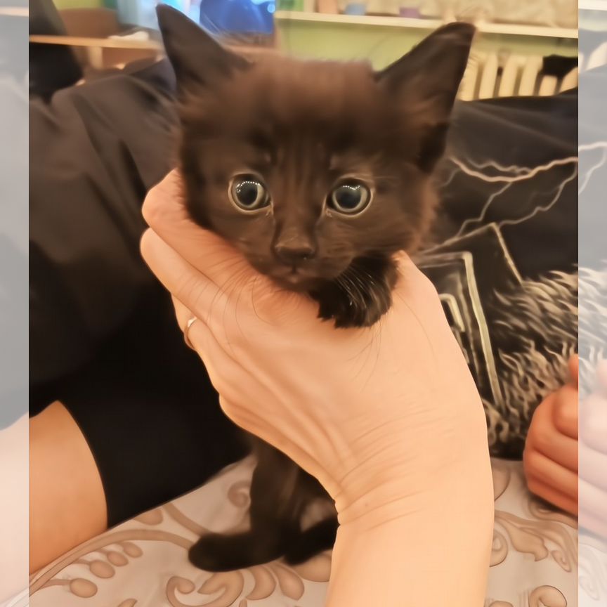 Котёнок в добрые руки