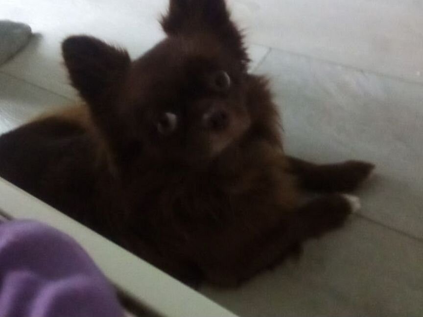 Маленькая собака чихуахуа