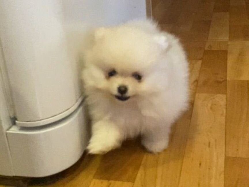 Шпиц Мерлин Монро