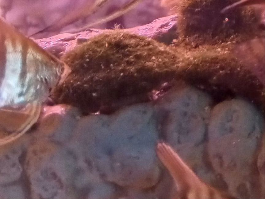 Скалярии подростки