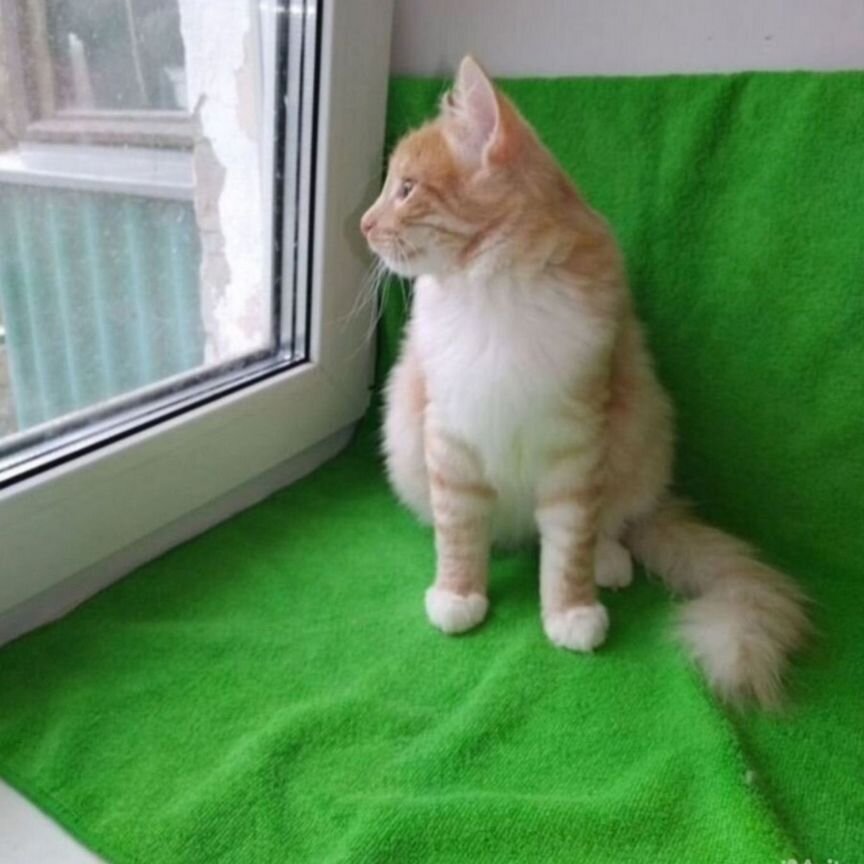 Котенок Мишутка